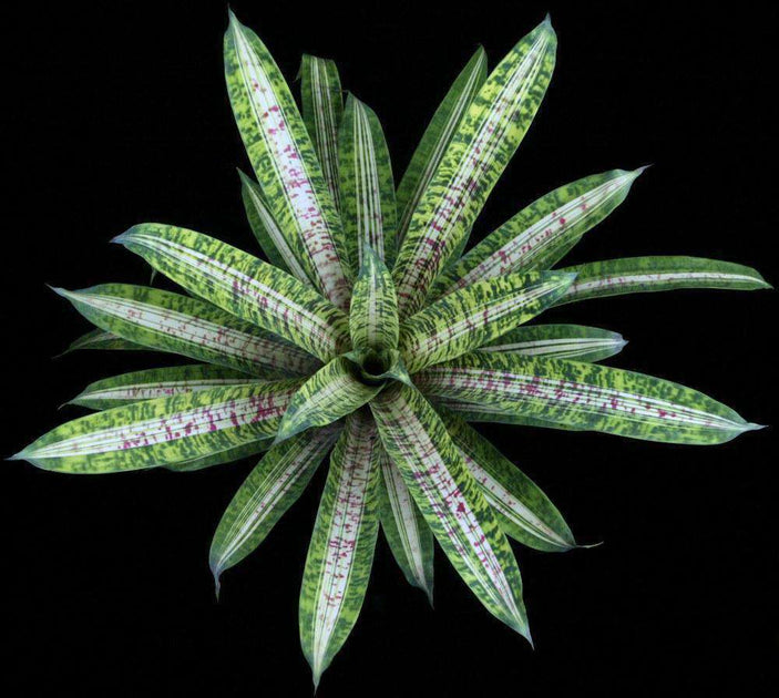 Goudaea 'Ocean Mist' – Tropiflora