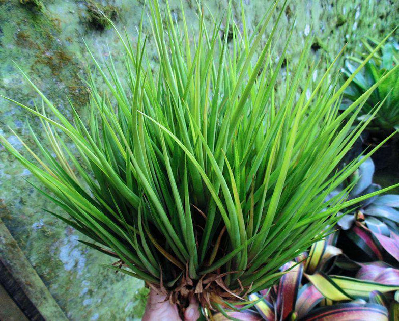 Anamea 'Bart Simpson' – Tropiflora