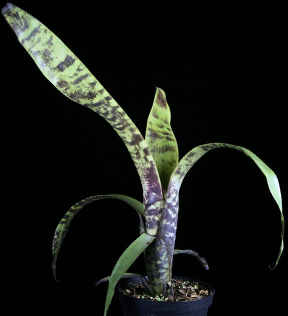 Aechmea atrovittata SEL2009-0077A – Tropiflora