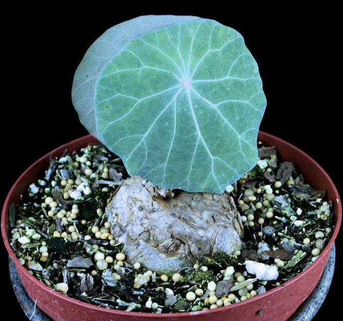 Stephania sp. nova 'Blue Leaves' – Tropiflora