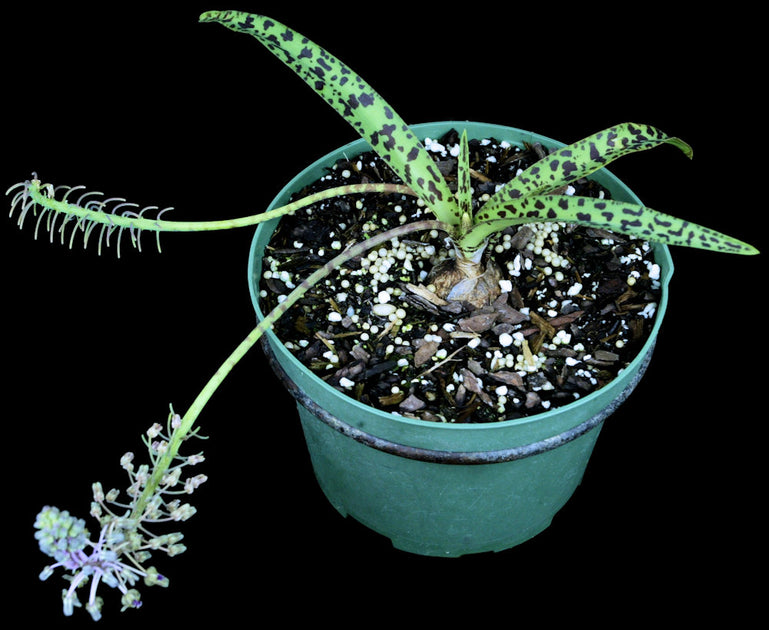 Ledebouria sp. Barberton – Tropiflora