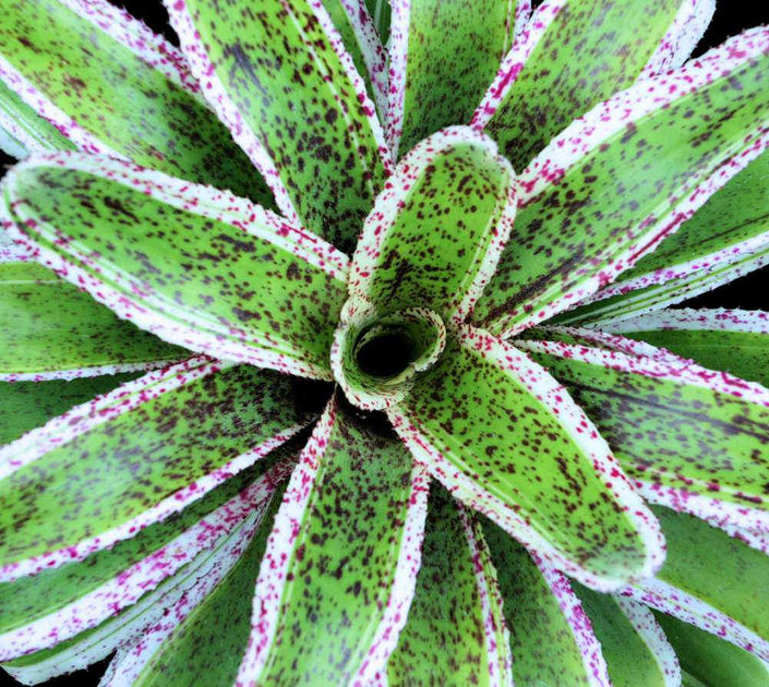 Neoregelia 'Shrapnel' – Tropiflora
