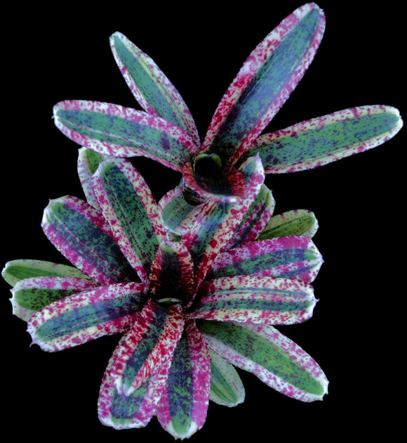 Neoregelia 'Snapdragon' – Tropiflora