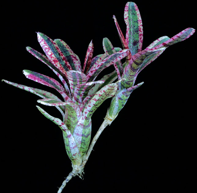 Neoregelia 'Snapdragon' – Tropiflora