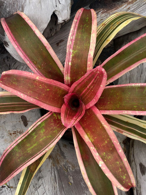 Neoregelia 'Weirdo' – Tropiflora