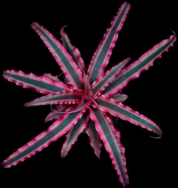 Cryptanthus 'Ruby Star' – Tropiflora