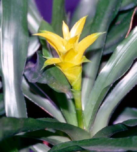 Canistropsis billbergioides 'Citrinum' – Tropiflora