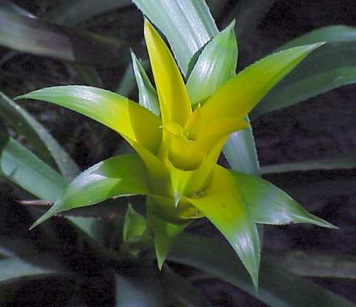 Canistropsis billbergioides 'Citrinum' – Tropiflora