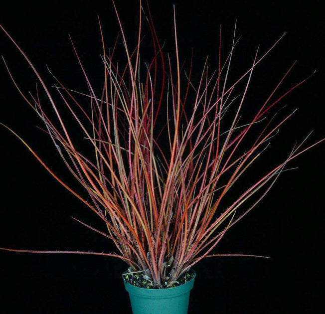 Products – Tropiflora