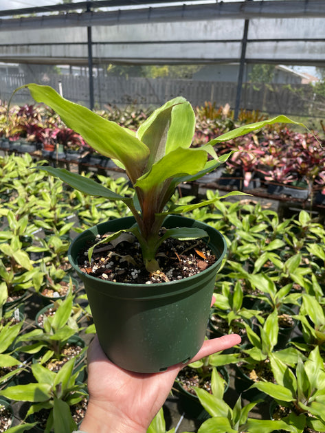 Aechmea tayoensis – Tropiflora