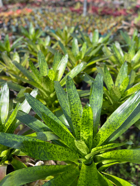 Nidularium rutilans – Tropiflora