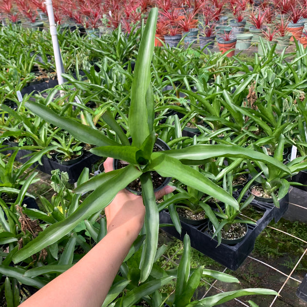 Neoregelia 'Magali' – Tropiflora