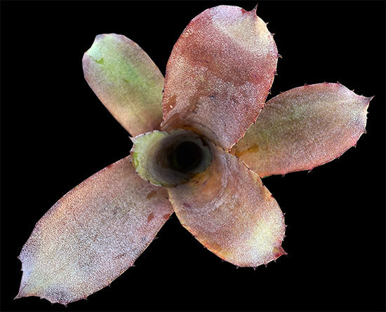 Hohenbergia 'Double Hyphen' – Tropiflora