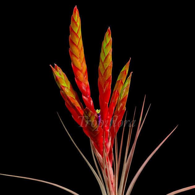 Tillandsia 'Dimmitt's Talent' – Tropiflora