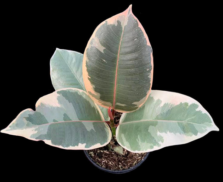 Ficus elastica cv. 'Tineke' – Tropiflora
