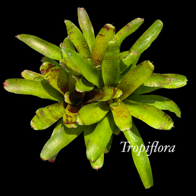Neoregelia 'Multiple Migs' – Tropiflora