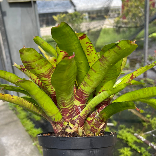 Neoregelia 'Multiple Migs' – Tropiflora