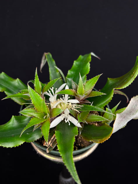 Cryptanthus cf. bromelioides – Tropiflora