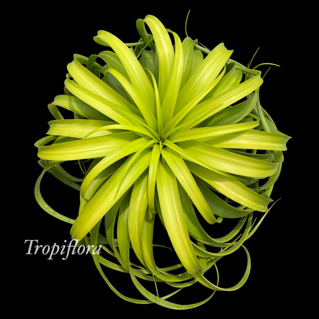 Tillandsia 'Marvelous Masterpiece' – Tropiflora
