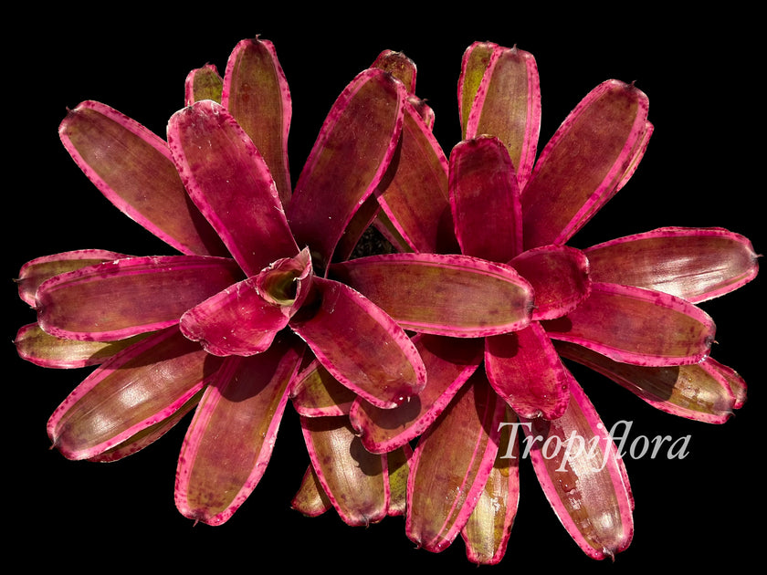 Neoregelia 'Candy Crush' – Tropiflora