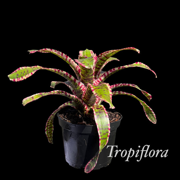 Neoregelia 'Hypnotic' – Tropiflora