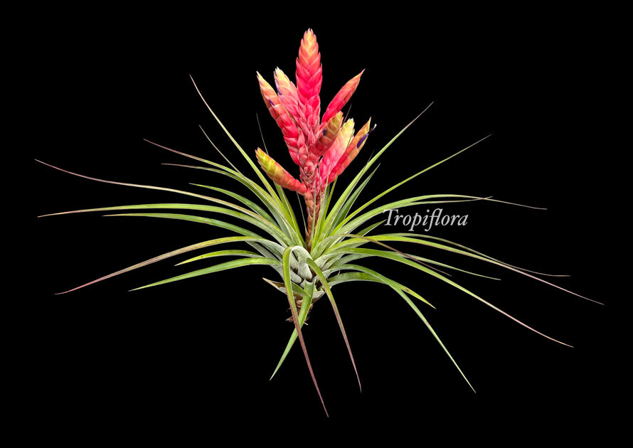 Tillandsia fasciculata 'Tropiflora'