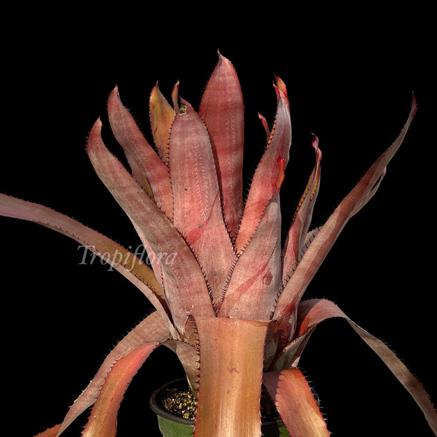 BROMELIADS – Tagged "AECHMEA" – Tropiflora