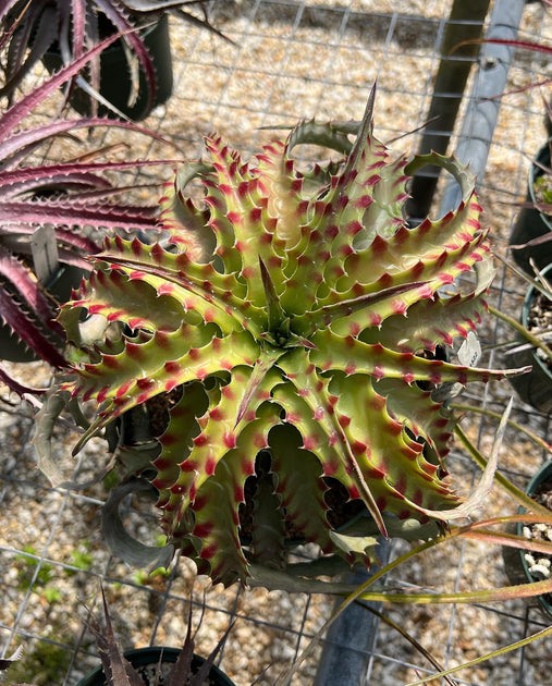 Hechtia stenopetala Nejapa, Oaxaca – Tropiflora