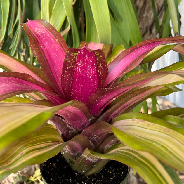 Neoregelia 'Shameless' – Tropiflora