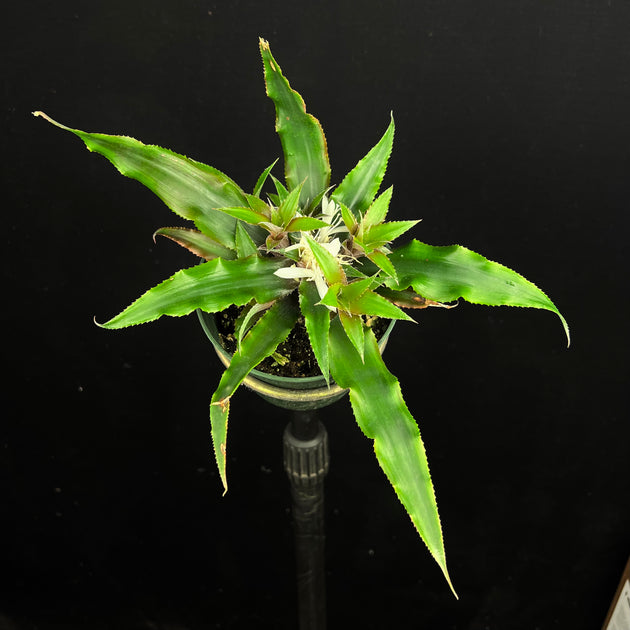Cryptanthus cf. bromelioides – Tropiflora