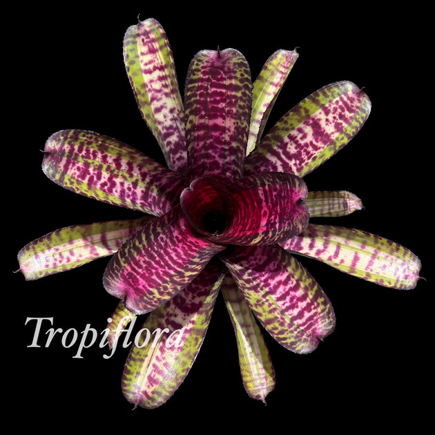 Neoregelia 'Tiger Fever' – Tropiflora
