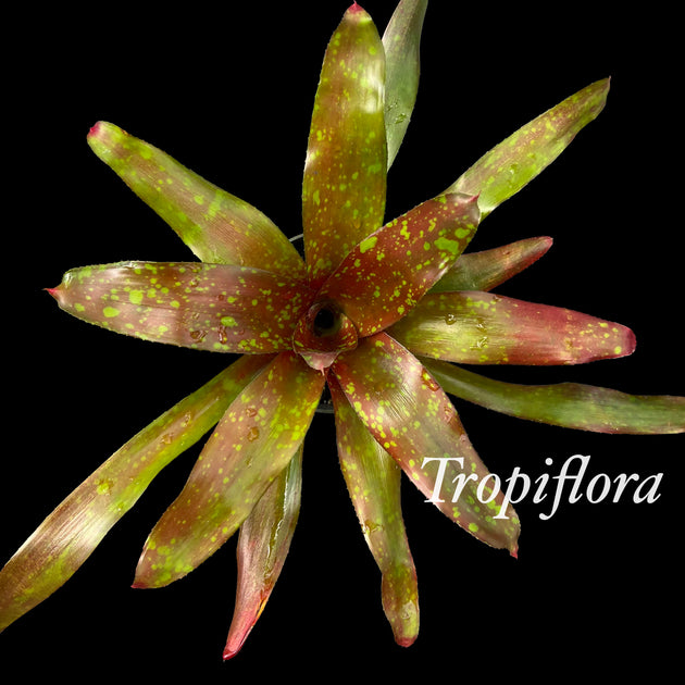 Neoregelia 'Piglet' – Tropiflora