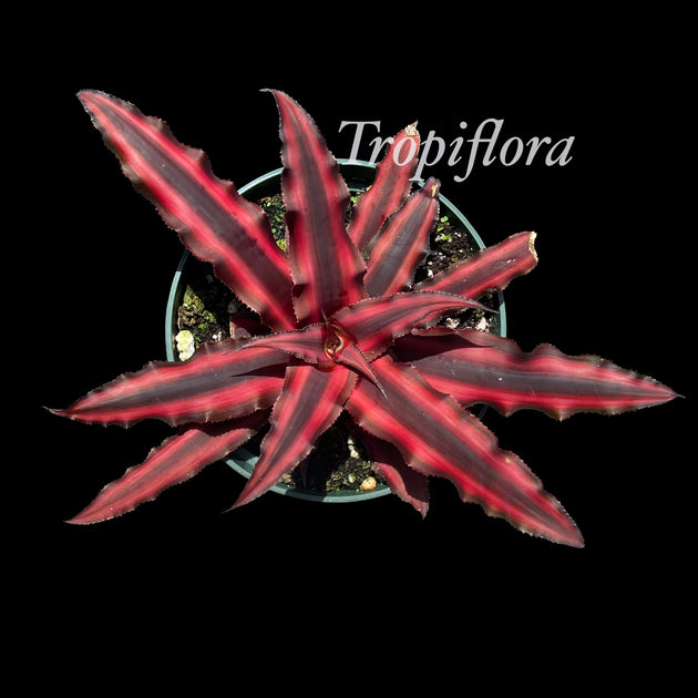 Cryptanthus 'Red Star' – Tropiflora