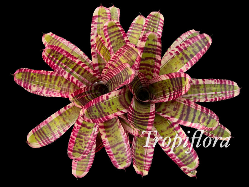 Neoregelia 'Immortal Tiger' – Tropiflora