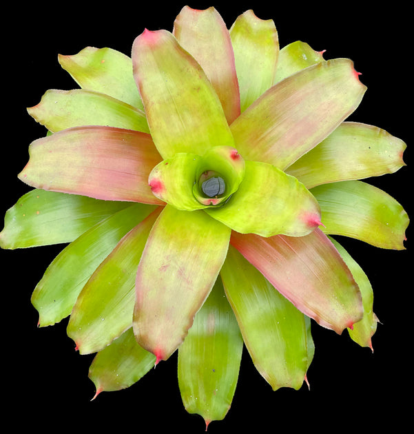 Neoregelia 'Plever' – Tropiflora